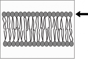 AP Biology Unit 2 Practice Test: Cells