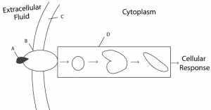 AP Biology Unit 4 Practice Test: Cell Communication & Cell Cycle